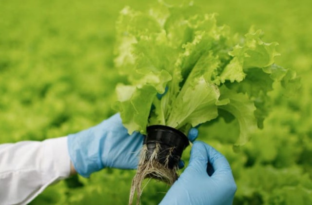 Adubo NPK — O que é e como usar | Yara Brasil