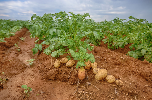 Análises de Solo e Planta da Batata | Yara Brasil