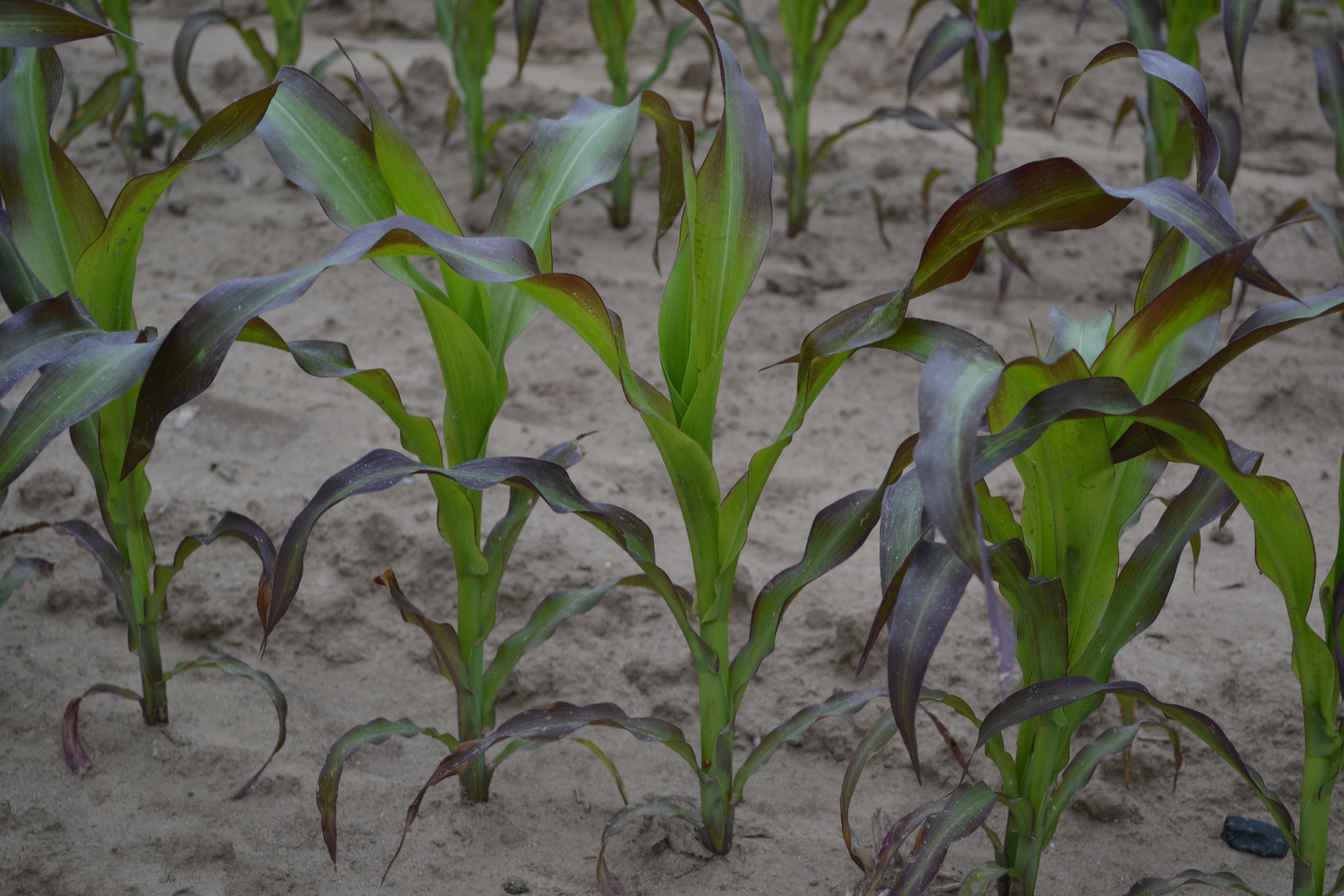 Cor Roxa Nas Folhas De Milho — Saiba O Que Fazer | Yara Brasil