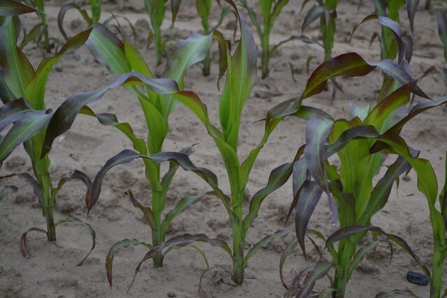Cor Roxa Nas Folhas De Milho — Entenda As Causas E Saiba Como Agir ...