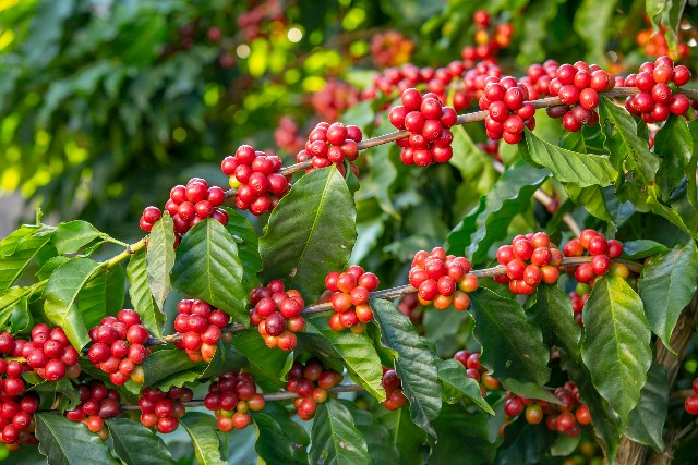 Pé de Café: Como Potencializar Esse Cultivo | Yara Brasil