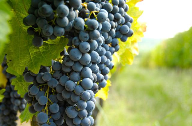 Como são feitas as uvas passas? | Yara Brasil